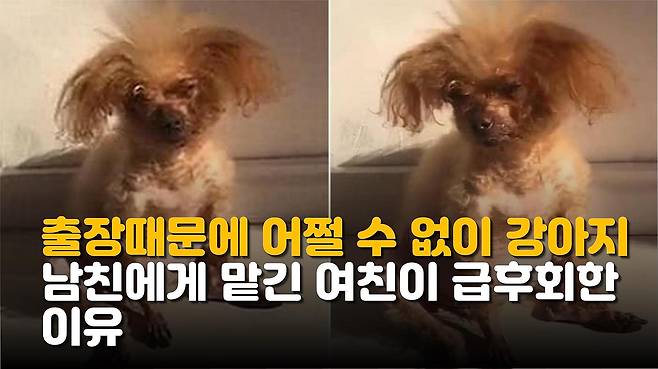 목욕 마치고 털 말리기 전 핑크색 수건으로 얼굴 두르고 있는 귀요미 리트리버 애니멀 플래닛