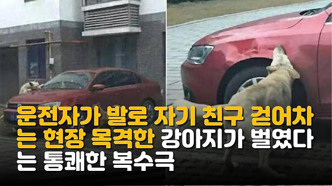바닥 놓여 있는 냄비에 고양이가 들어가 있는 것을 본 다른 고양이들의 반응 애니멀 플래닛