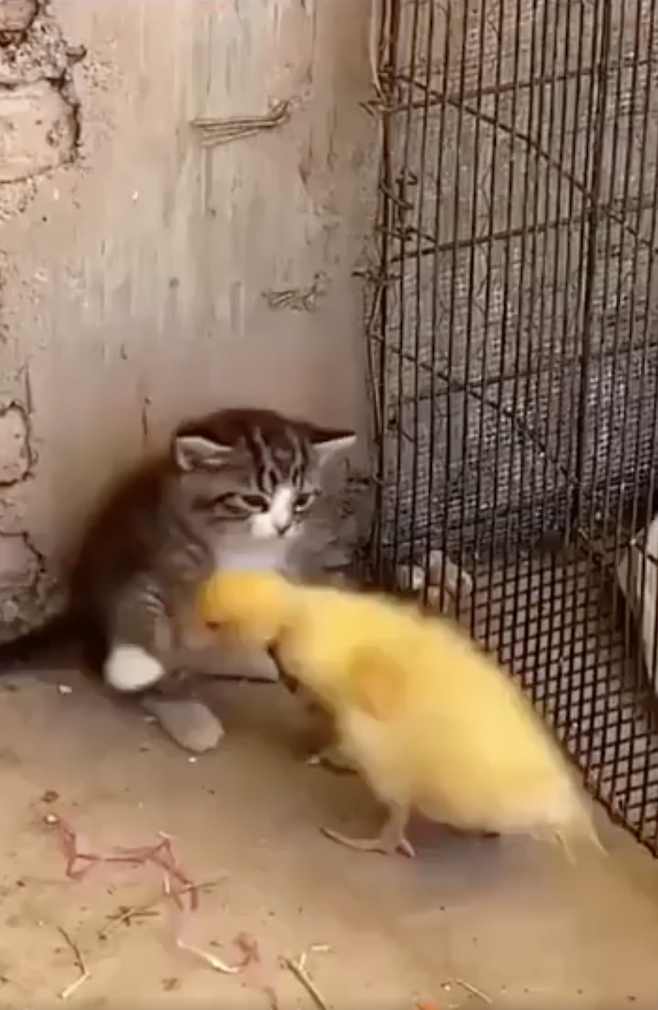 아기 고양이 Vs 아기 오리 웃음 폭발 결투의 현장 공개 디피펫