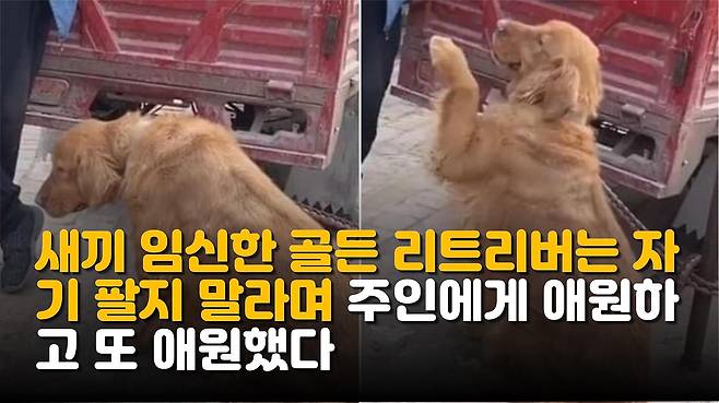 장시간 비행에 지쳐 힘들었는지 결국 집사 품에 안겨서 쿨쿨 잠든 강아지 애니멀 플래닛