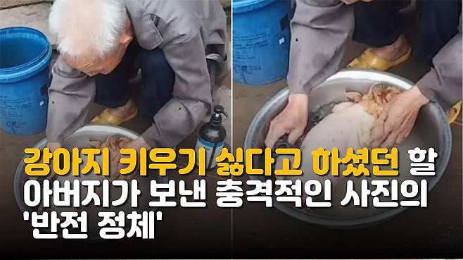 어디서 찾았는지 입에 지폐더미 앙 물고 쪼르르 달려오는 포메라니안 강아지 애니멀 플래닛