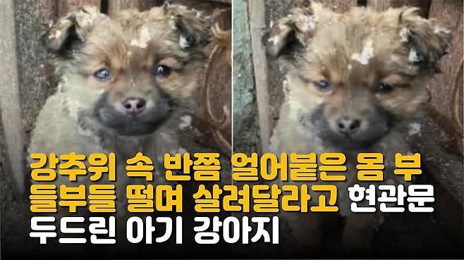 새 장난감 선물 받은 천사 리트리버 강아지가 아기에게 보인 감동 행동 애니멀 플래닛