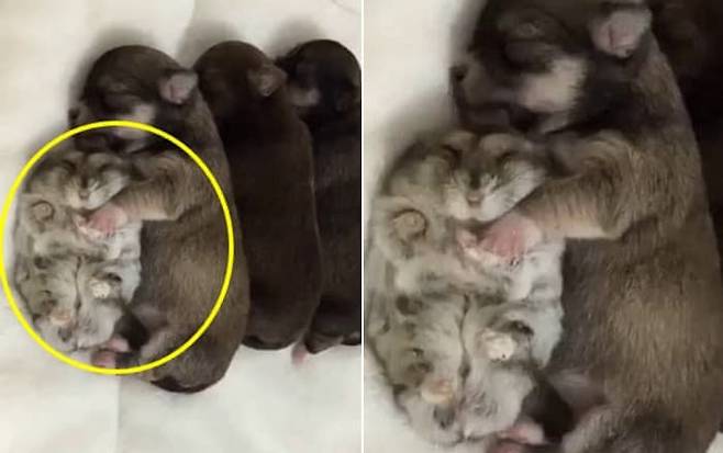 자기보다 더 작고 귀여운 햄스터 보자 두 손 꼭 안고 함께 잠든 강아지 애니멀 플래닛