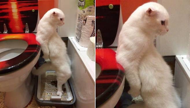 고양이 화장실 잠시 변기 옆에 놔뒀더니 벌어진 일 애니멀 플래닛