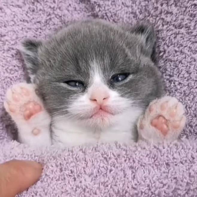 이불 안이 따뜻하고 기분 좋은지 꼼짝도 하지 않는 귀염뽀짝 아기 고양이 애니멀 플래닛