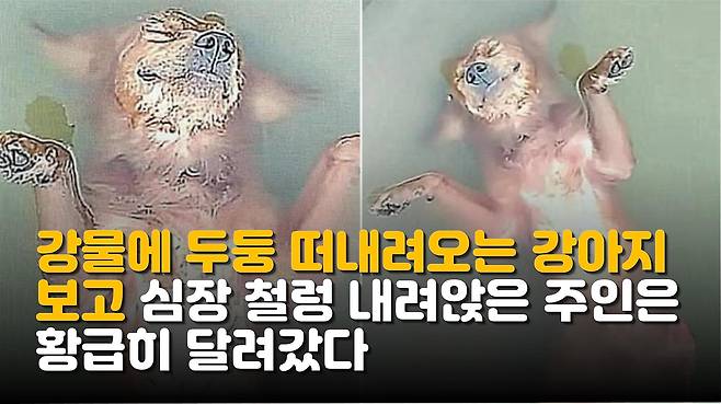 고양이 목욕 시키려고 욕실에 데려왔는데 마음이 약해졌어요 애니멀 플래닛