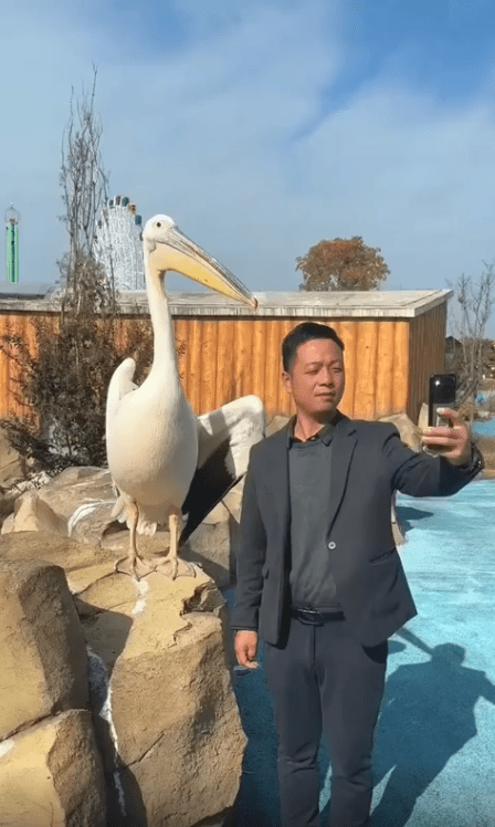 셀카 찍다가 삼켜질 뻔 펠리컨의 뜻밖의 반응 디피펫