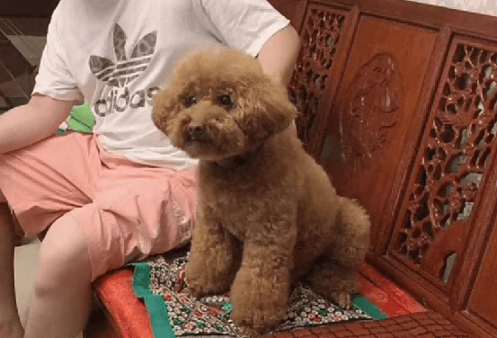 전생에 무슨 인연 떠나간 반려견과 데칼코마니 강아지를 소개합니다 재미진