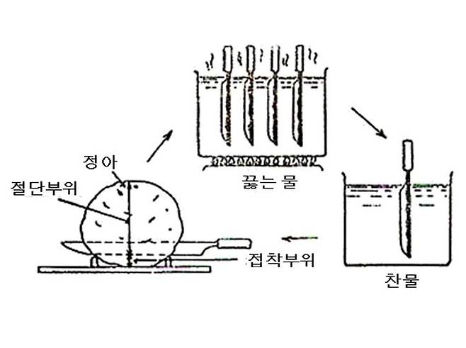 농진청 봄감자 파종 전 관리 요령 알고가세요
