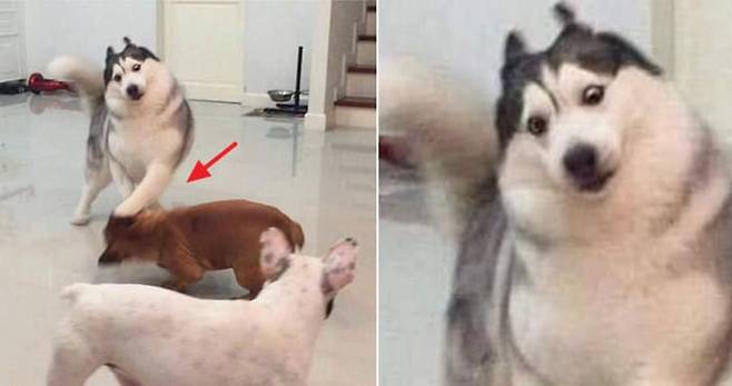 엄마 몰래 동생 꿀밤 쥐어박다가 딱 걸린 형아 댕댕이 애니멀 플래닛