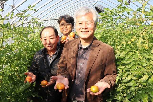 ‘대저토마토 판매액 역대 최대성과 내는 부산 대저농협
