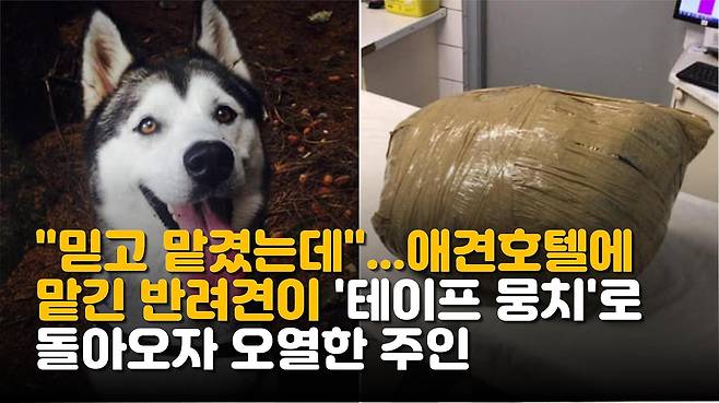 사진 찍고 있는데 불쑥 집사의 얼굴 가리더니 해맑게 방긋 웃는 강아지 애니멀 플래닛