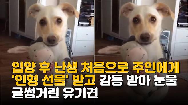 살짝 앞발 물었을 뿐인데 너무 귀엽다고 난리난 고양이 애니멀 플래닛