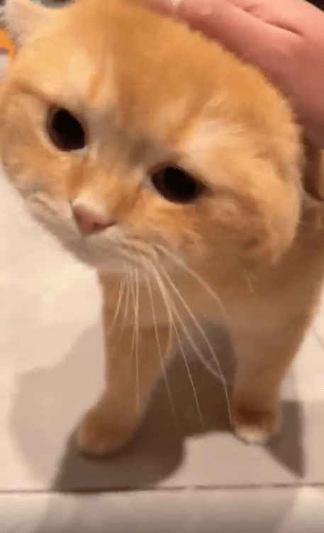 새벽 늦은 귀가에 서운한 고양이 디피펫