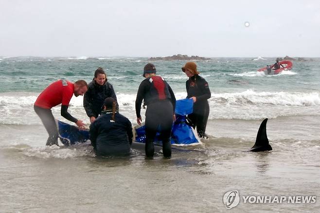 호주해변 밀려든 돌고래떼 구조 실패157마리 폐사·안락사