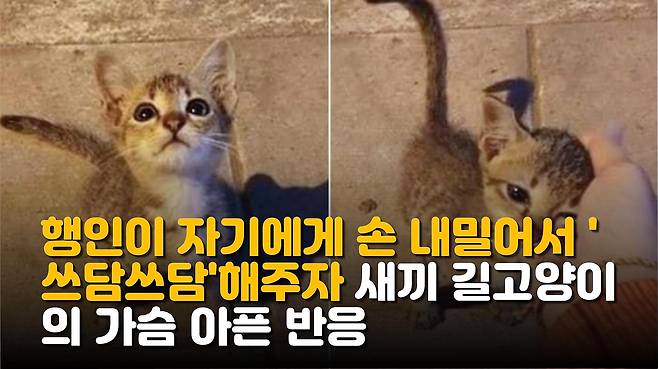 처음 본 댕댕이한테 손 내밀었더니 하이파이브를 해줬어요 애니멀 플래닛