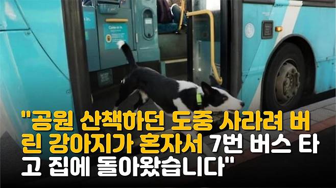 할머니가 도둑 잡으려고 경비견 데려왔는데 하나도 안 무서워요 애니멀 플래닛