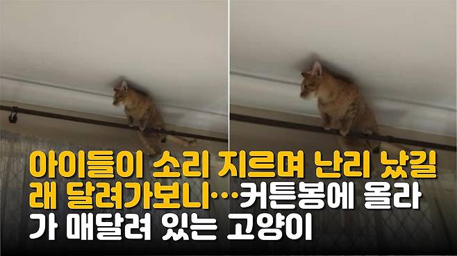 엄마 몰래 밤 늦게까지 밖에서 놀던 댕댕이의 최후 애니멀 플래닛