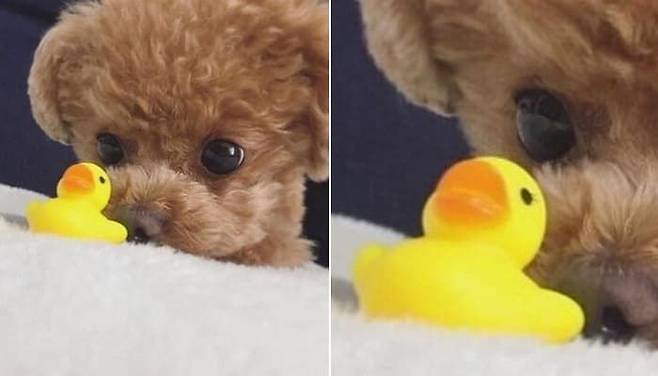강아지가 자기 보다 더 귀여운 애를 보면 벌어지는 일 애니멀 플래닛