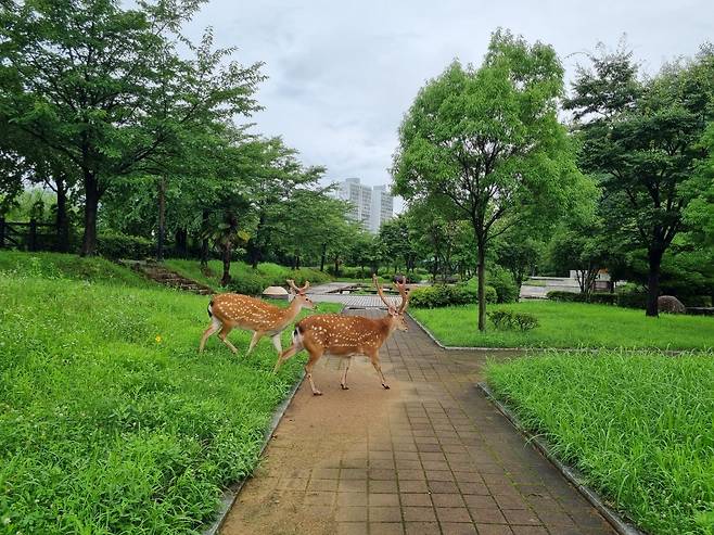 단독 ‘사슴 출현 순천 봉화산 가보니 市 일본 나라현 모델 사슴 테마파크 검토”