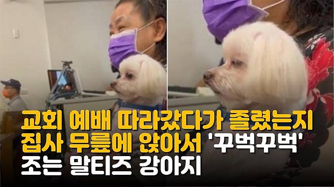 몸 동그랗게 말아서 자는데 순간 물개인 줄 알았다는 강아지의 수면 자세 애니멀 플래닛