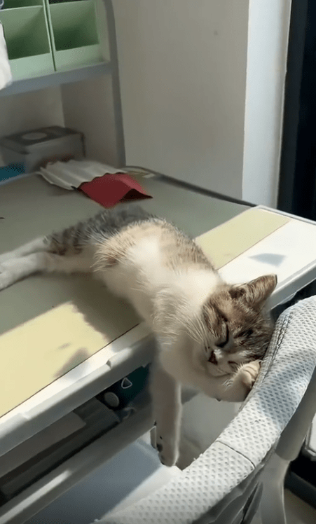 책상 위에서 포근하게 잠든 새끼 고양이 디피펫