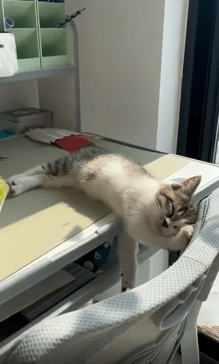 책상 위에서 포근하게 잠든 새끼 고양이 디피펫