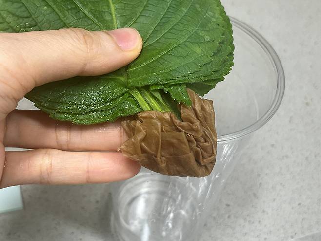 깻잎 냉장고에 그냥 두지 마세요 일주일 내내 싱싱한 깻잎 보관법 꿀하우스