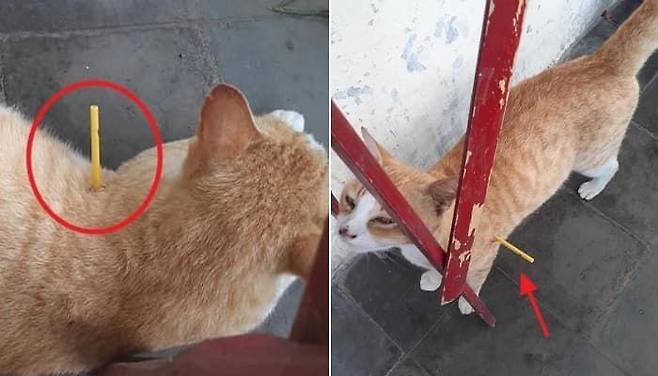 길고양이 몸에 막대기 꽂혀 다친 줄 알고 달려갔다가 충격받은 이유 애니멀 플래닛
