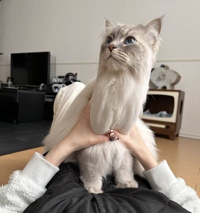 털 복슬복슬한 고양이 손 모아서 쓸어모았더니 눈앞에서 벌어진 상황 애니멀 플래닛
