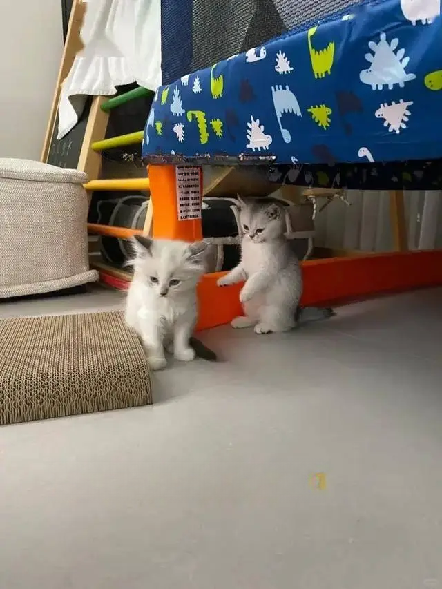 딸에게 고양이 두 마리를 선물하면 벌어지는 일 재미진