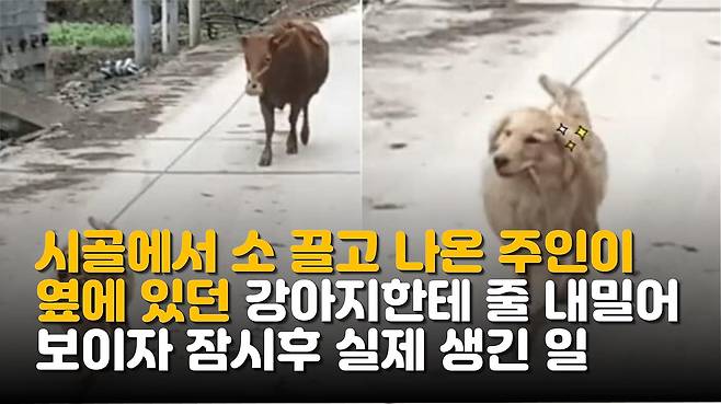 배고팠던 아기 고양이가 우유병 본 순간 두 발로 벌떡 일어서서 벌인 행동 애니멀 플래닛