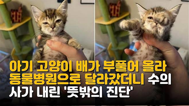 매일 초인종 누르고 도망가는 초딩이 누군가했더니 잠시후 충격적인 장면 애니멀 플래닛