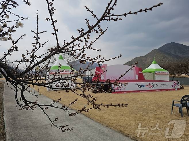 작년 5월부터 준비했는데꽃 없는 축제 김해 강변 매화축제