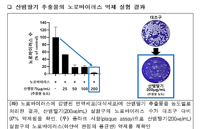 생굴 이젠 마음 놓고 먹을까노로바이러스 97 억제 효능 가진 이 식물