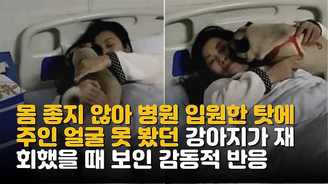 엄마가 옷 버리기 아깝다며 댕댕이 발토시를 만들어줬어요 애니멀 플래닛