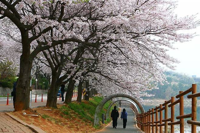 여긴 아직 안 알려졌어요 주민들이 극찬한 조용한 벚꽃 명소 3곳 여행을말하다