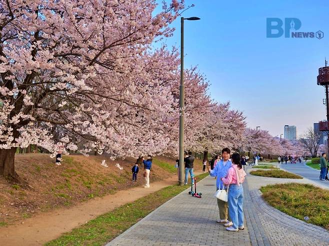 전국이 기다린 봄 축제 드디어 다음 주 벚꽃 물결 시작된다 여행탐구