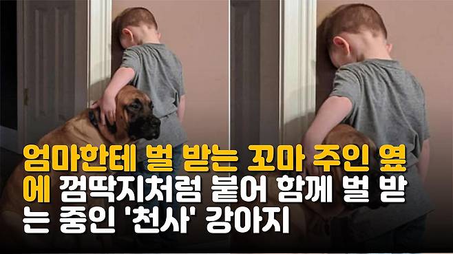 빨랫감이 빙글빙글 돌아가는 세탁기가 너무 신기했던 아기 고양이의 반응 애니멀 플래닛