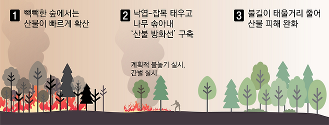 빽빽한 숲이 산불 키워美는 ‘계획적 숲 청소로 막는다 시차적응