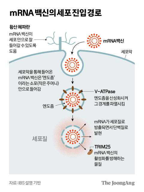 김빛내리, 세계 최초로 mRNA 백신 핵심물질 찾았다 [팩플]