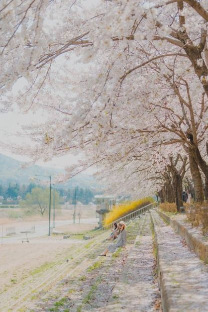 서울 근교 벚꽃축제 어디 의정부 중랑천 따라 걷는 봄꽃 산책 여행다이어리