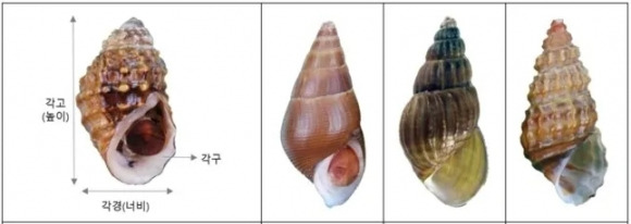 부처님 머리” 귀엽다고 잡았다가‘멸종위기종 벌금 3000만원
