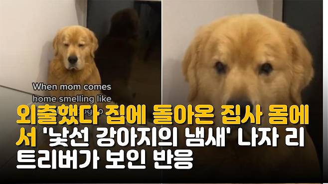 절대로 피는 못 속입니다낮잠자는 엄마와 아기 고양이 애니멀 플래닛
