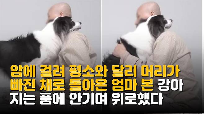 아빠 따라가려고 용달차에 몰래 숨은 댕댕이 이름 불렀더니 벌어진 일 애니멀 플래닛