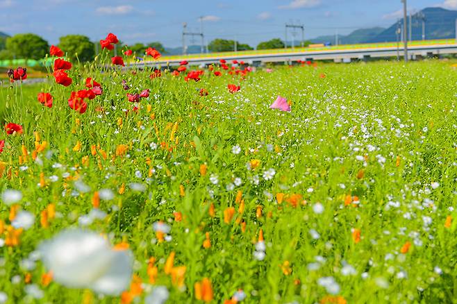 꽃 구경에 흥까지 제대로 꽃양귀비·수레국화 만개한 봄 축제 여행을말하다