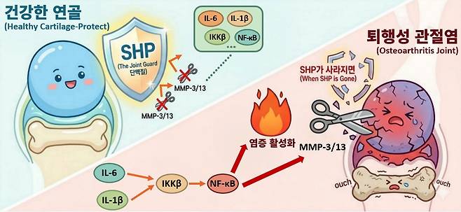 [과학&건강] 연골 지키는 SHP 단백질 규명…퇴행성 관절염 치료 새 길 열렸다