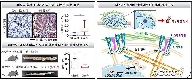 Gist 남정석 교수팀 암전이 새 메커니즘 규명부작용 낮춘 치료제 기대
